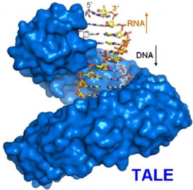 施一公教授研究组在Cell Reports发表研究论文揭示TALE蛋白新功能